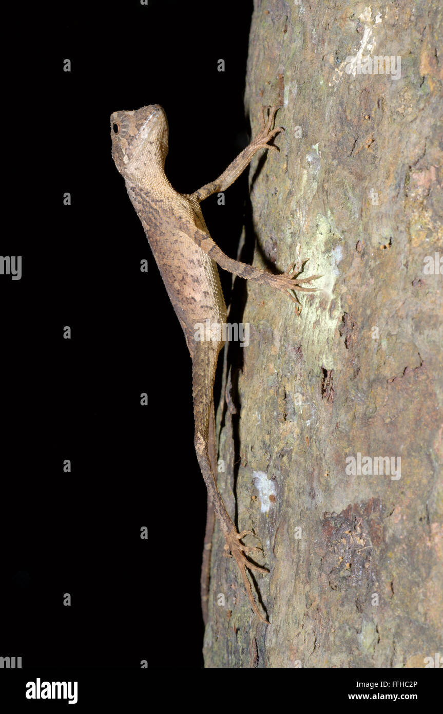 March 3, 2016 - Brown-patched Kangaroo lizard, Wiegmann's Agama or Sri ...