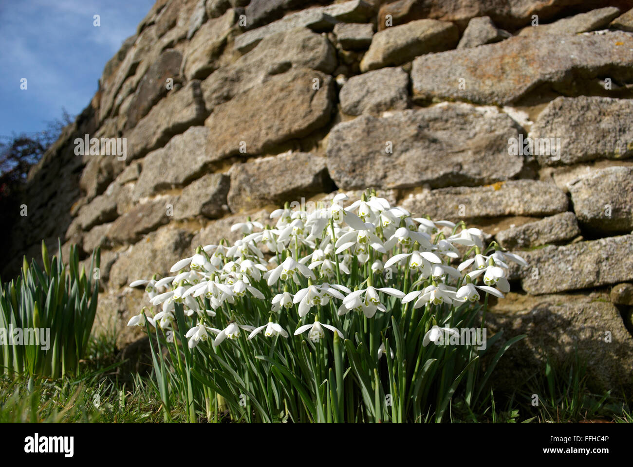 Northumberland spring vegetation hi-res stock photography and images ...