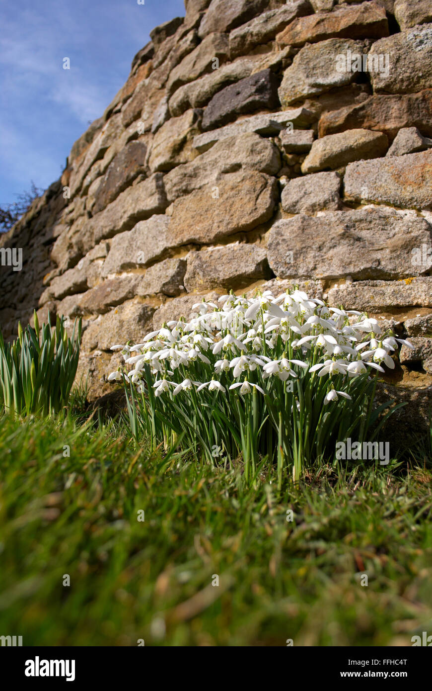Northumberland spring vegetation hi-res stock photography and images ...