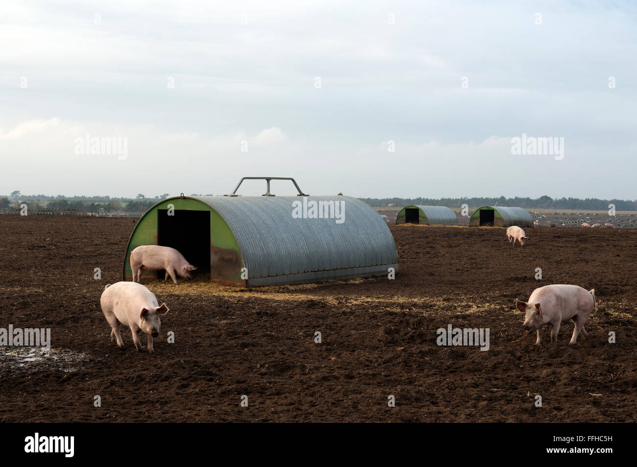 Outdoor pigs Sutton Heath Suffolk UK Stock Photo - Alamy