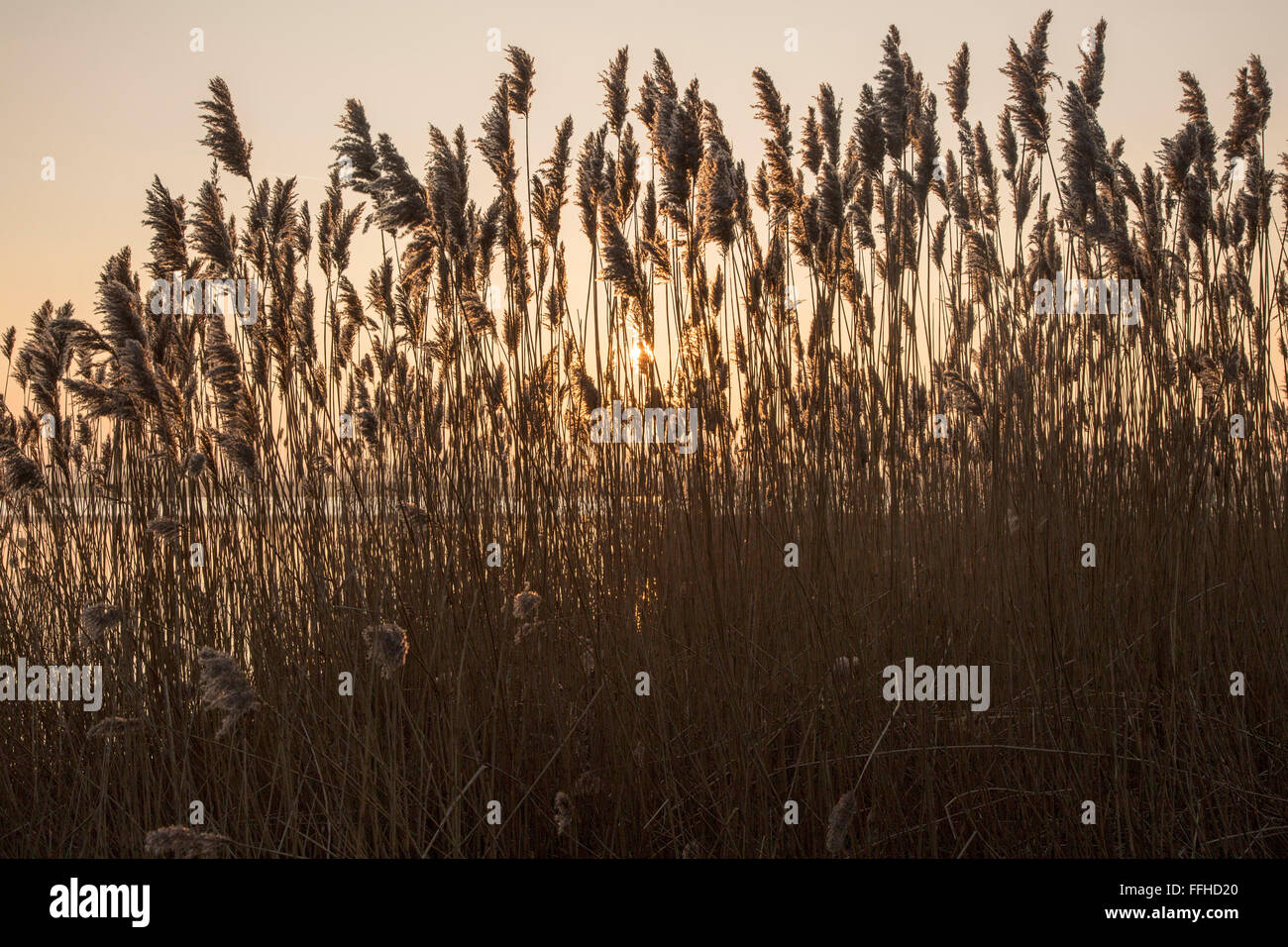 Reeds winter sunset, River Deben, Ramsholt, Suffolk, England, UK Stock ...