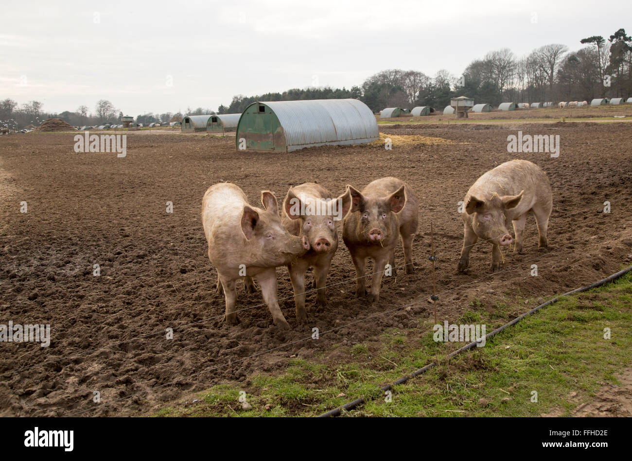 Free range pig farming pork production Shottisham, Suffolk, England, UK ...