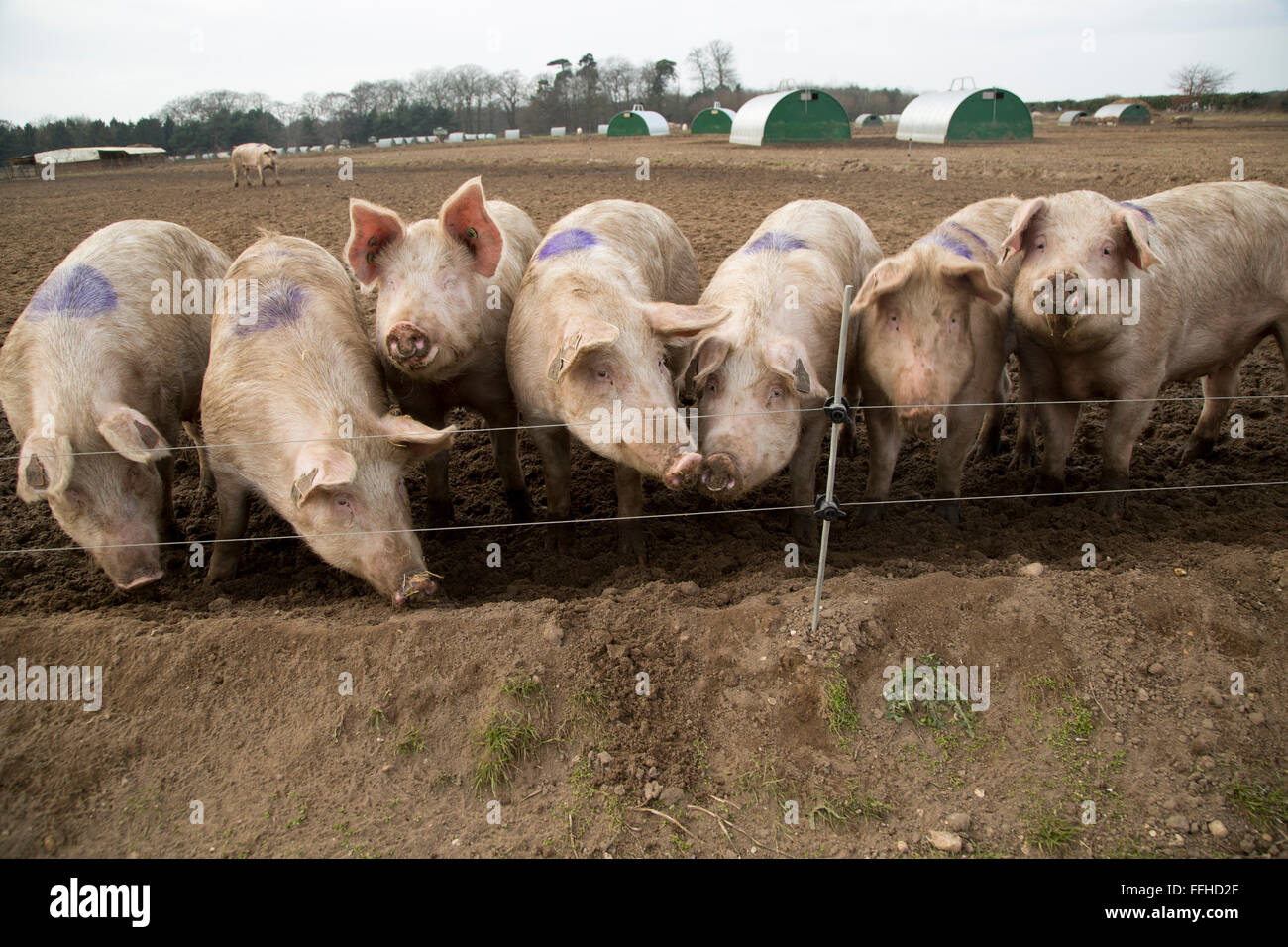 Pig farming production hi-res stock photography and images - Alamy