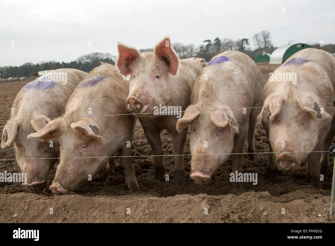 Pig Farm Uk High Resolution Stock Photography and Images - Alamy