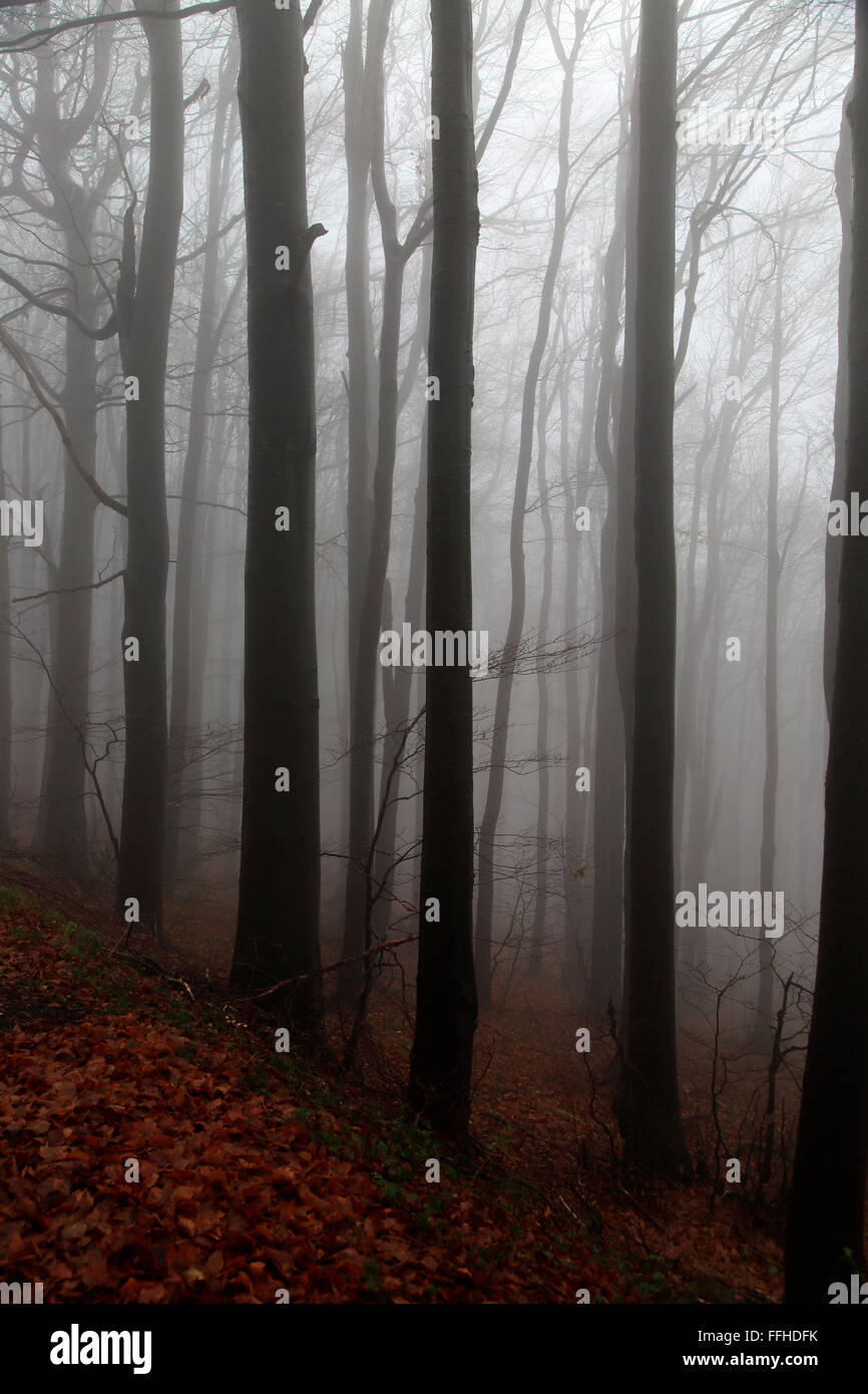 Beech woodland obscured by low cloud fog, Shipka Pass, Bulgaria ...
