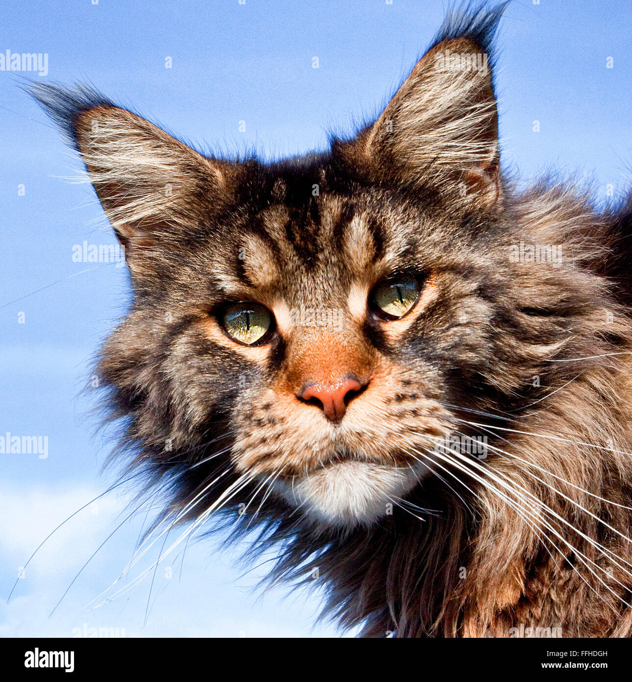 Maine Coon Cat Face Close up Stock Photo - Alamy