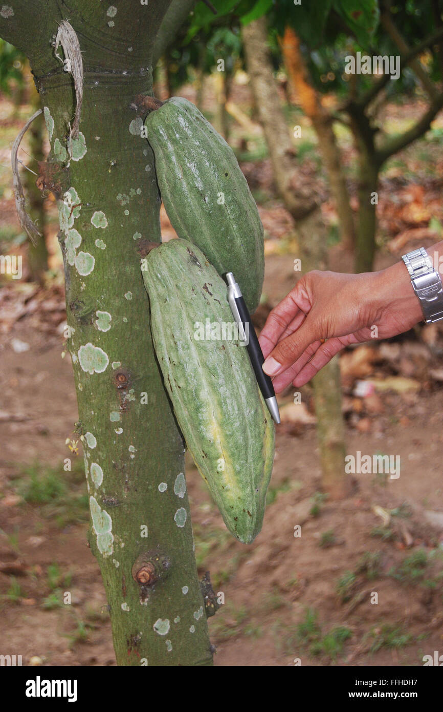 Cocoa pods in Indonesia Stock Photo - Alamy