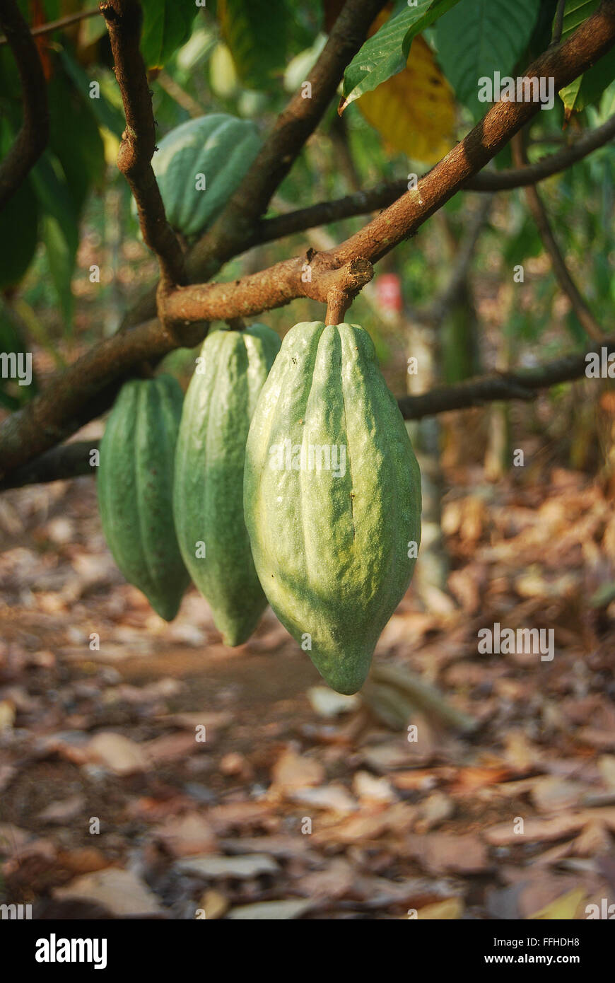 Cocoa pods in Indonesia Stock Photo - Alamy