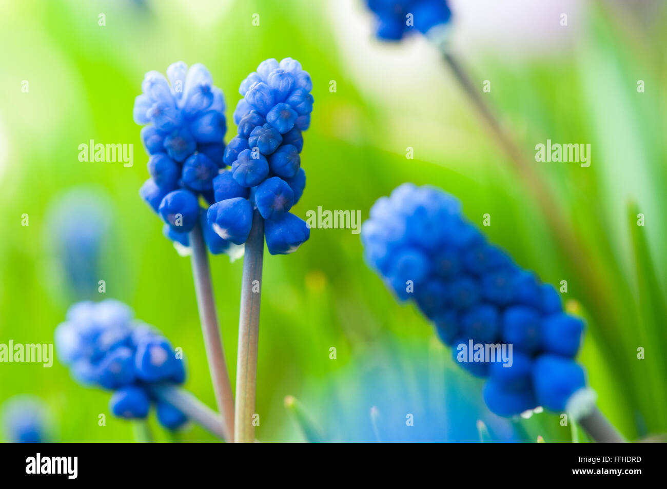 Many Grape Hyacinth or Muscari Latifolium botryoides flower bulbs ...
