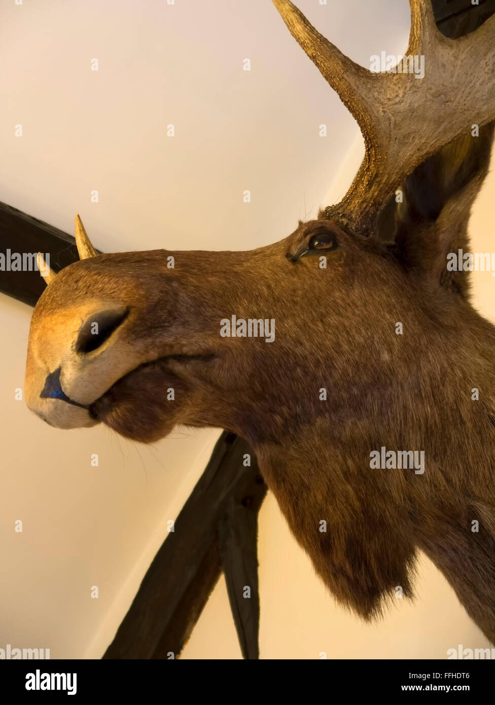 Moose Head Stock Photos & Moose Head Stock Images - Alamy