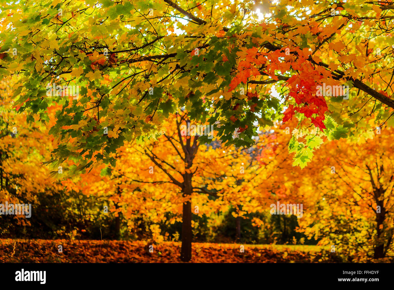 Autumn landscape. Park in autumn Stock Photo - Alamy