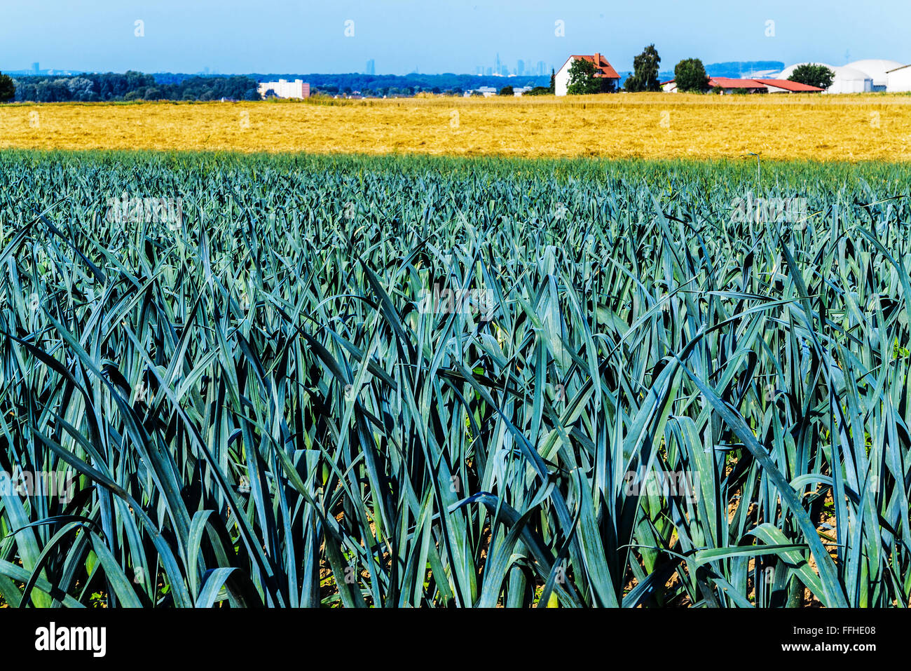 Leek field before harvest Stock Photo - Alamy