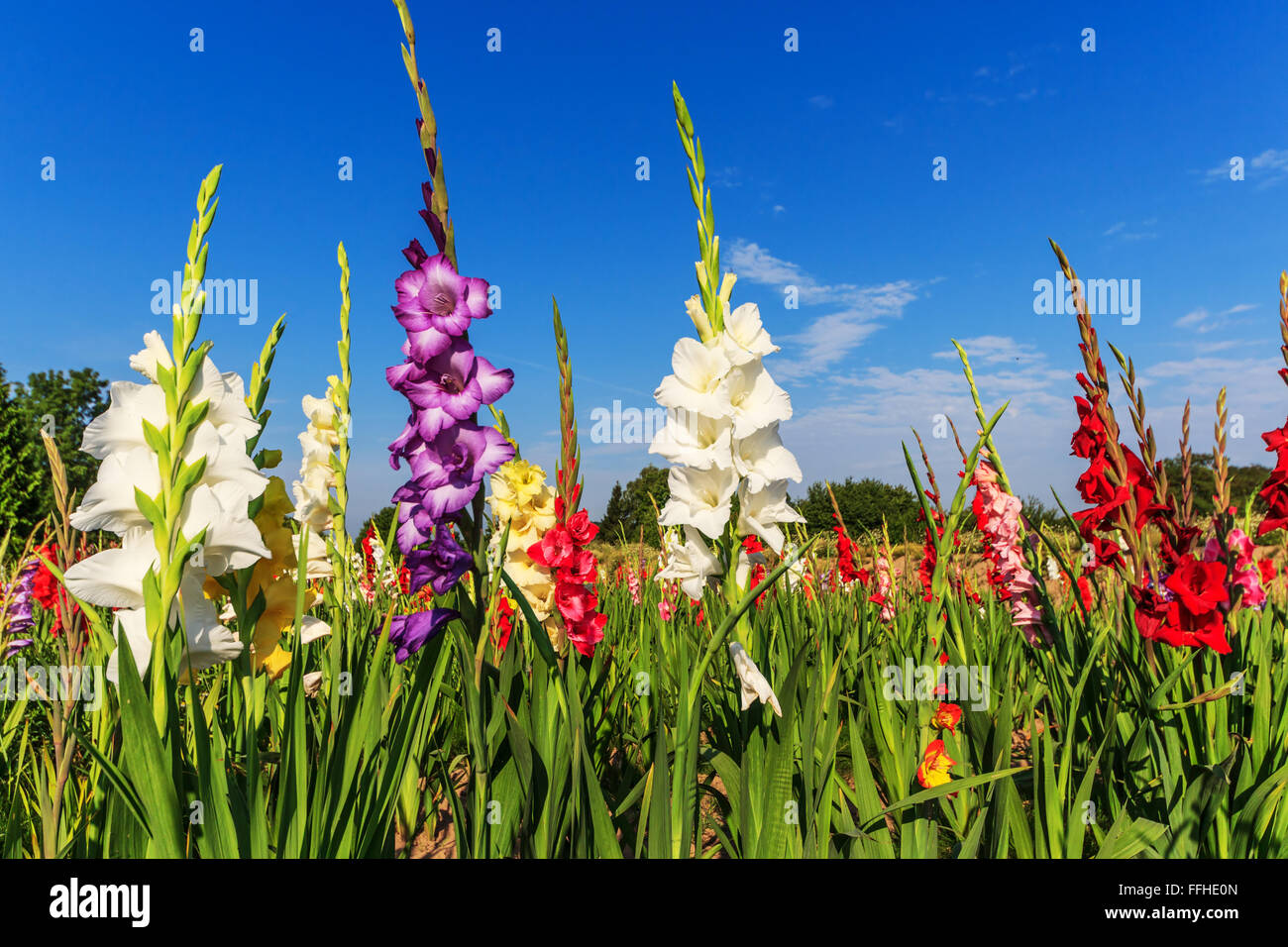 Field gladiolus hi-res stock photography and images - Alamy