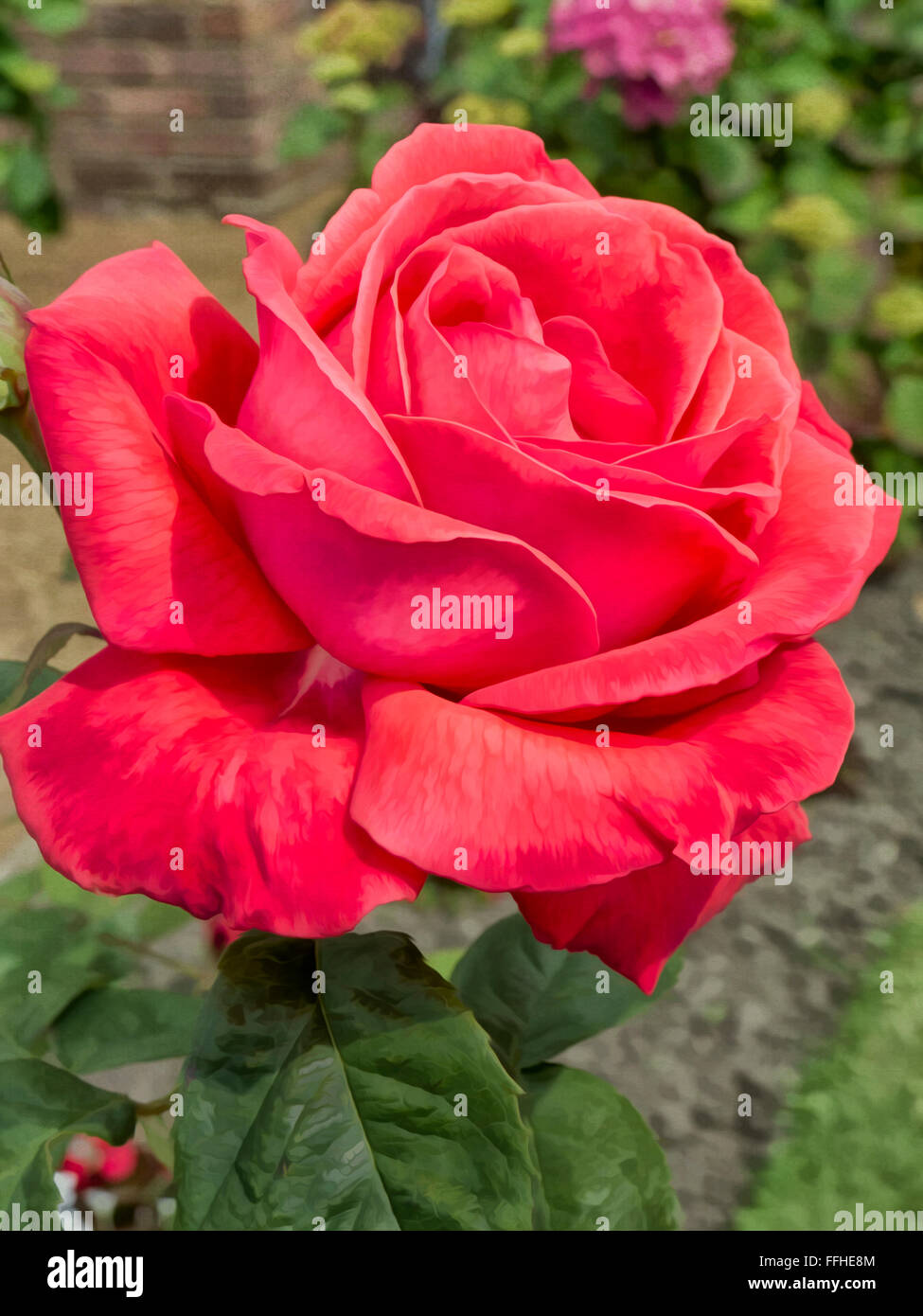 The Red Rose stands for passion and love. Stunningly beautiful growing ...