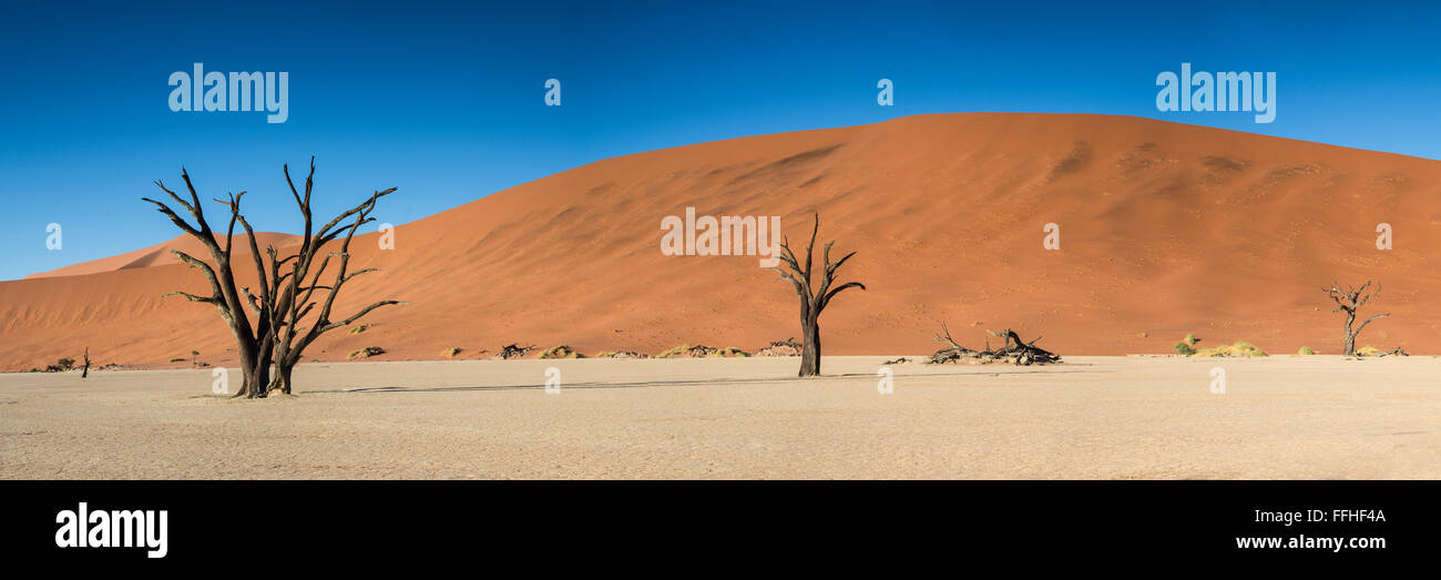 Dead trees panorama hi-res stock photography and images - Alamy