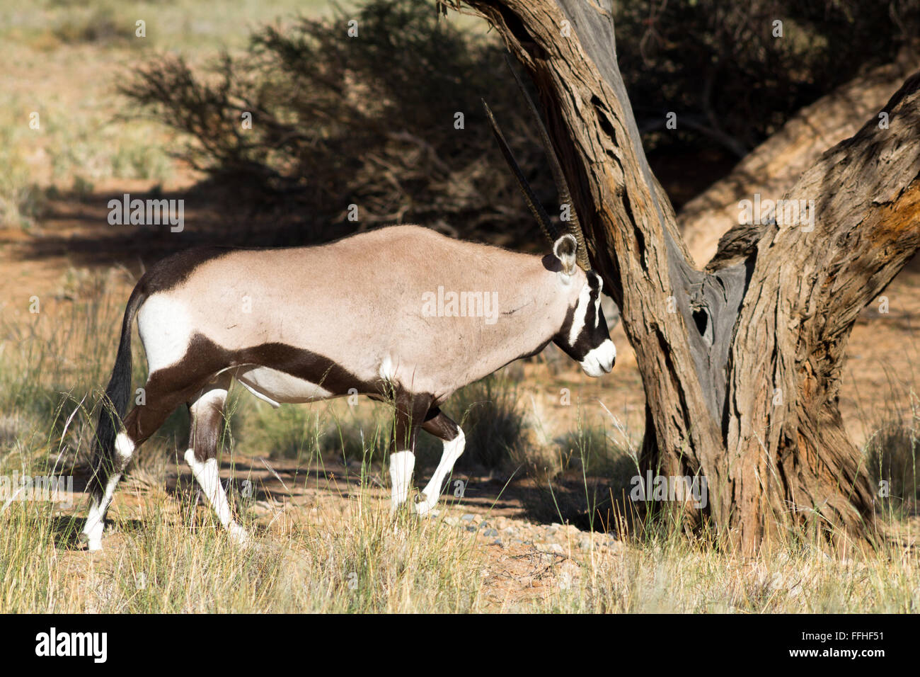 Antelope savanna namibia hi-res stock photography and images - Alamy