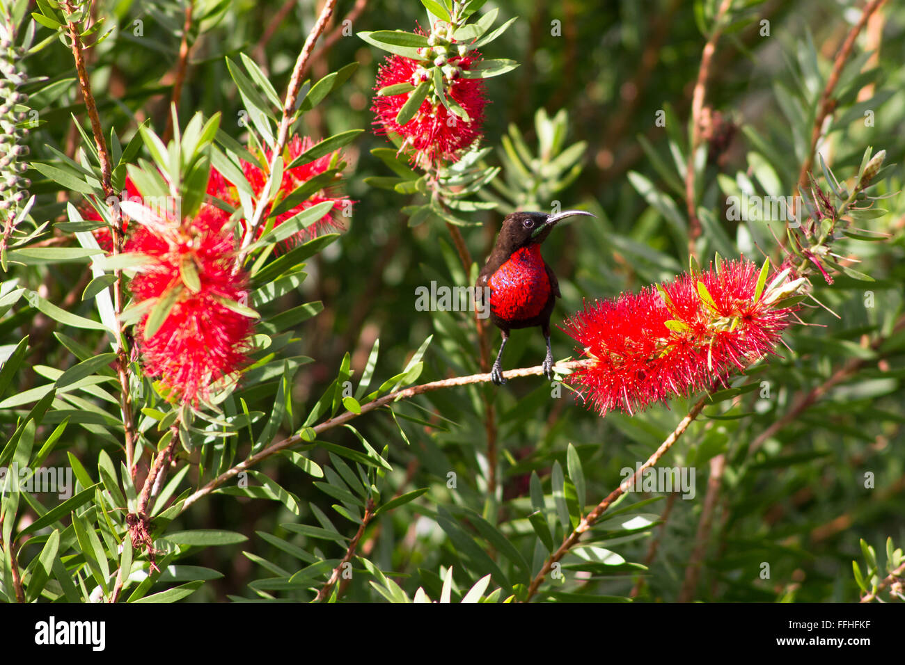 Sunbird flower hi-res stock photography and images - Alamy