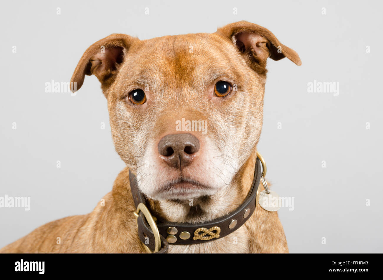 Staffordshire Bull Terrier, male, 8 years old, UK Stock Photo - Alamy