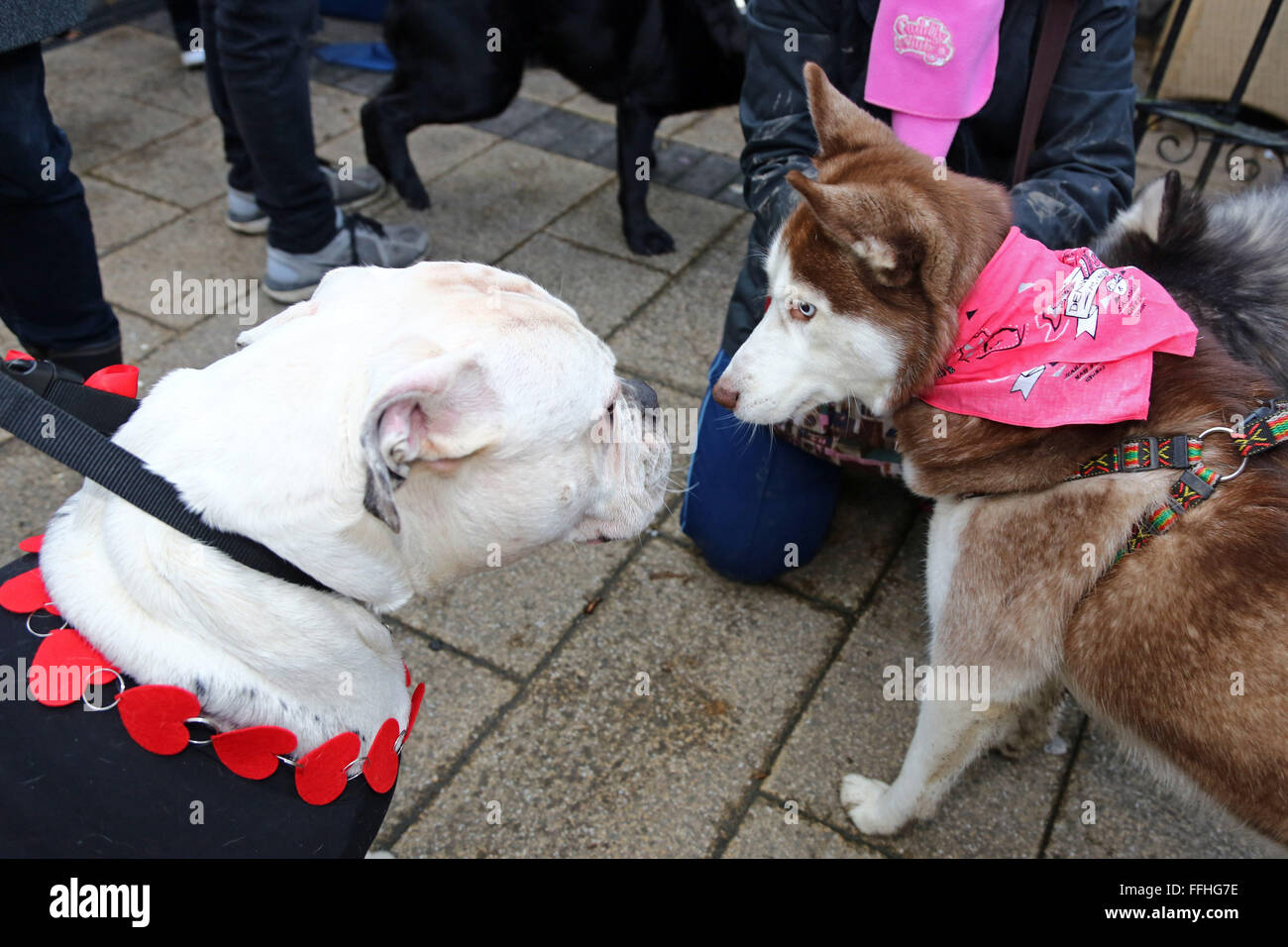 Old time bulldog hi-res stock photography and images - Alamy