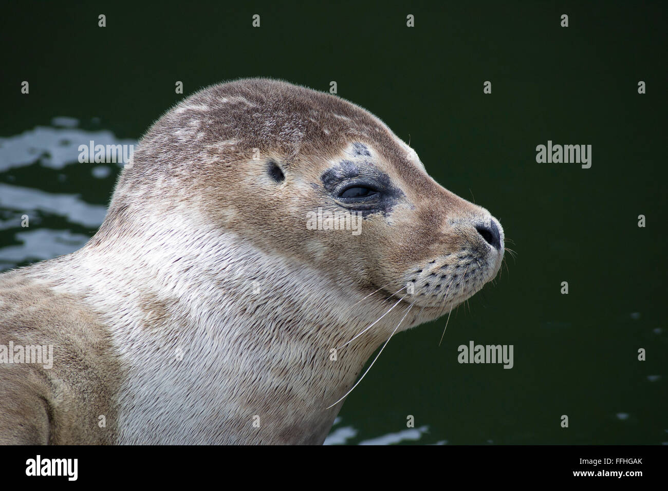 Scottish Common Seal Stock Photo - Alamy