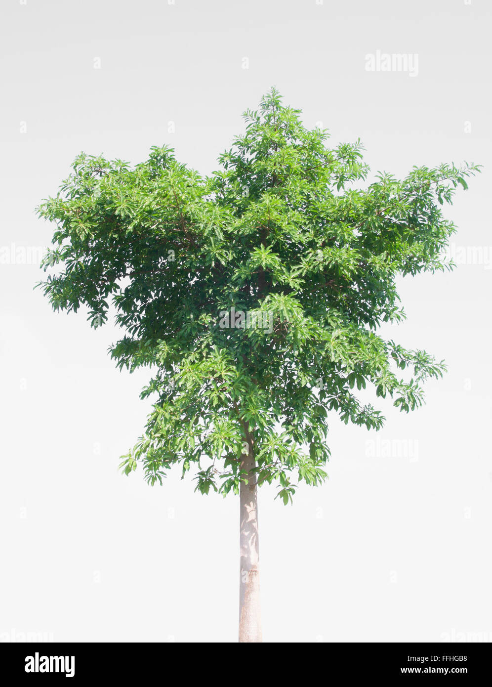 Natural green tree hi-res stock photography and images - Alamy