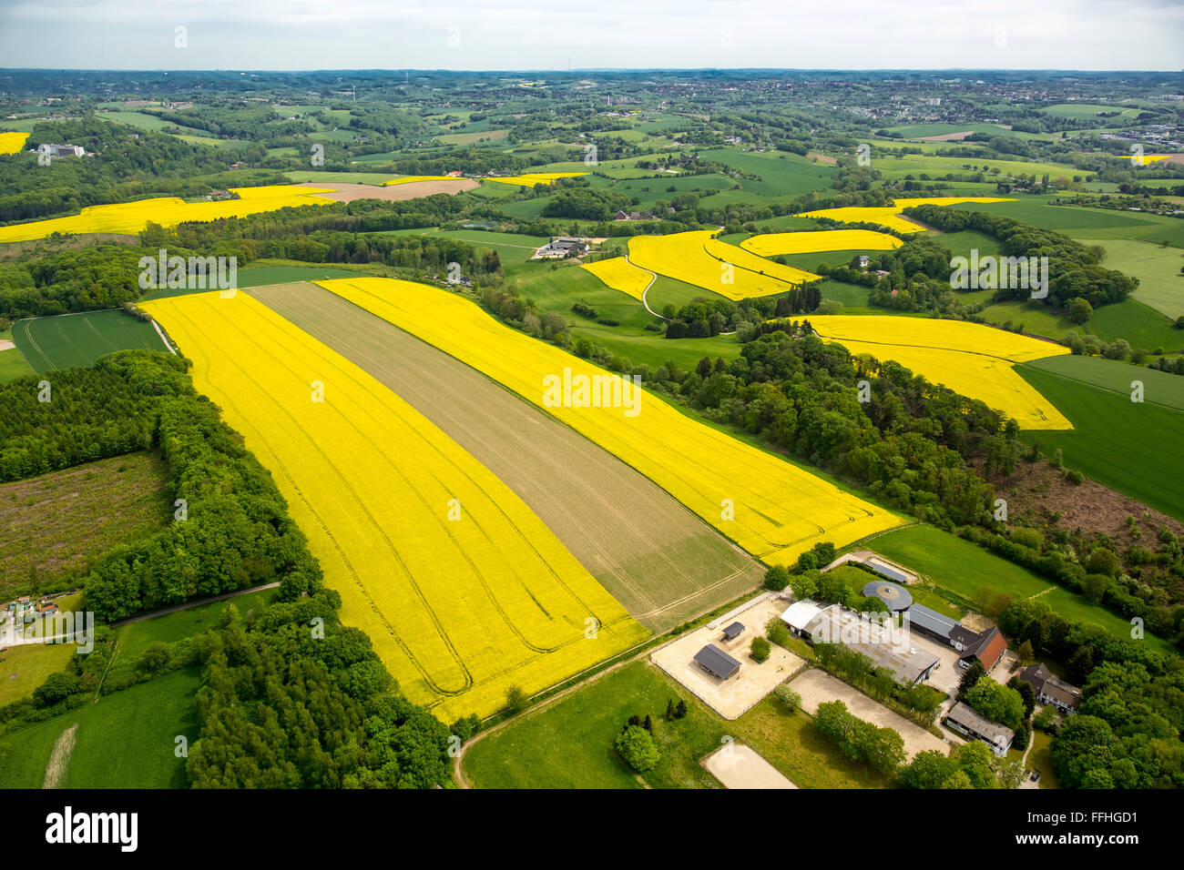 Aerial view, rapeseed field in the south of Essen, yellow rape field ...