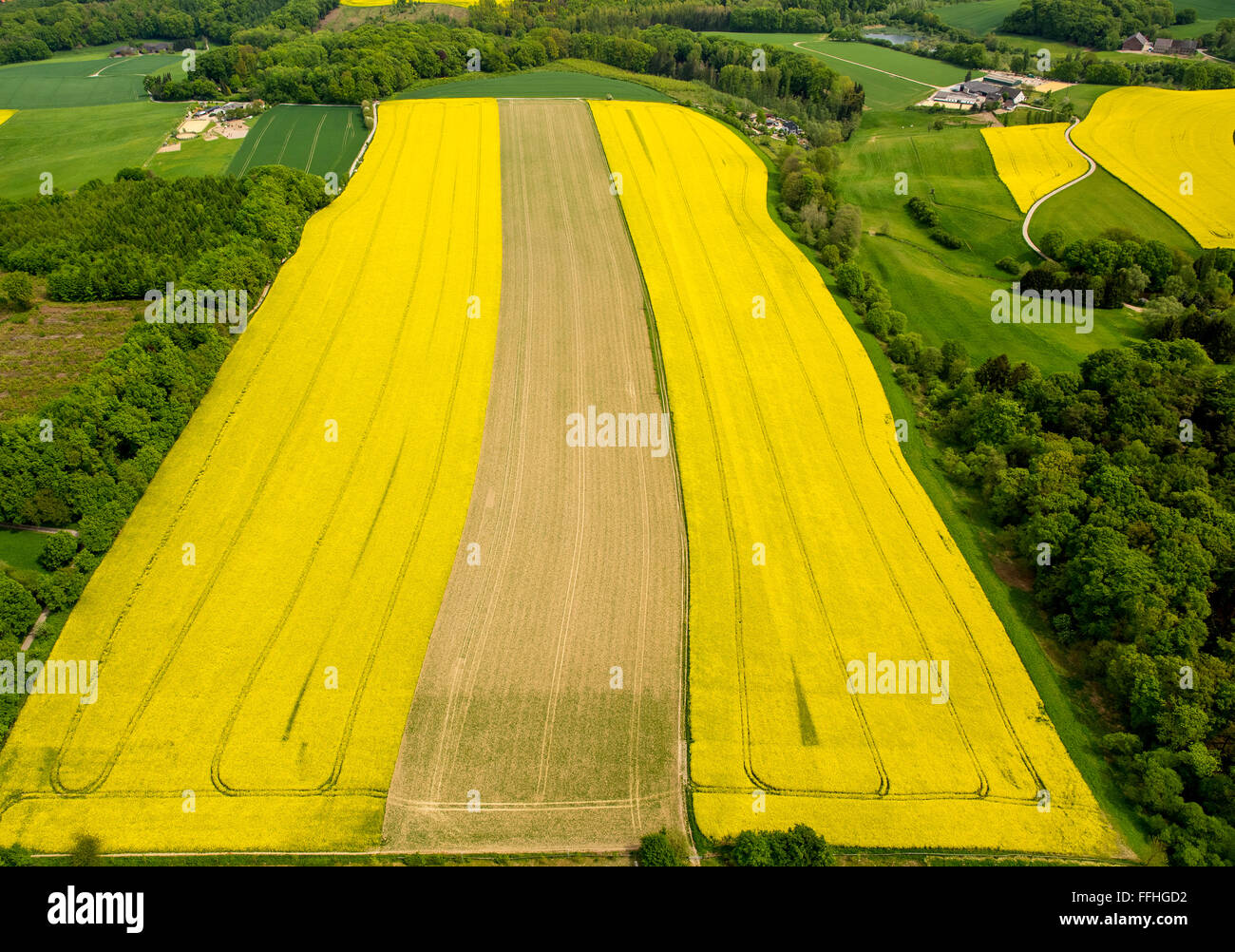 Aerial view, rapeseed field in the south of Essen, yellow rape field ...