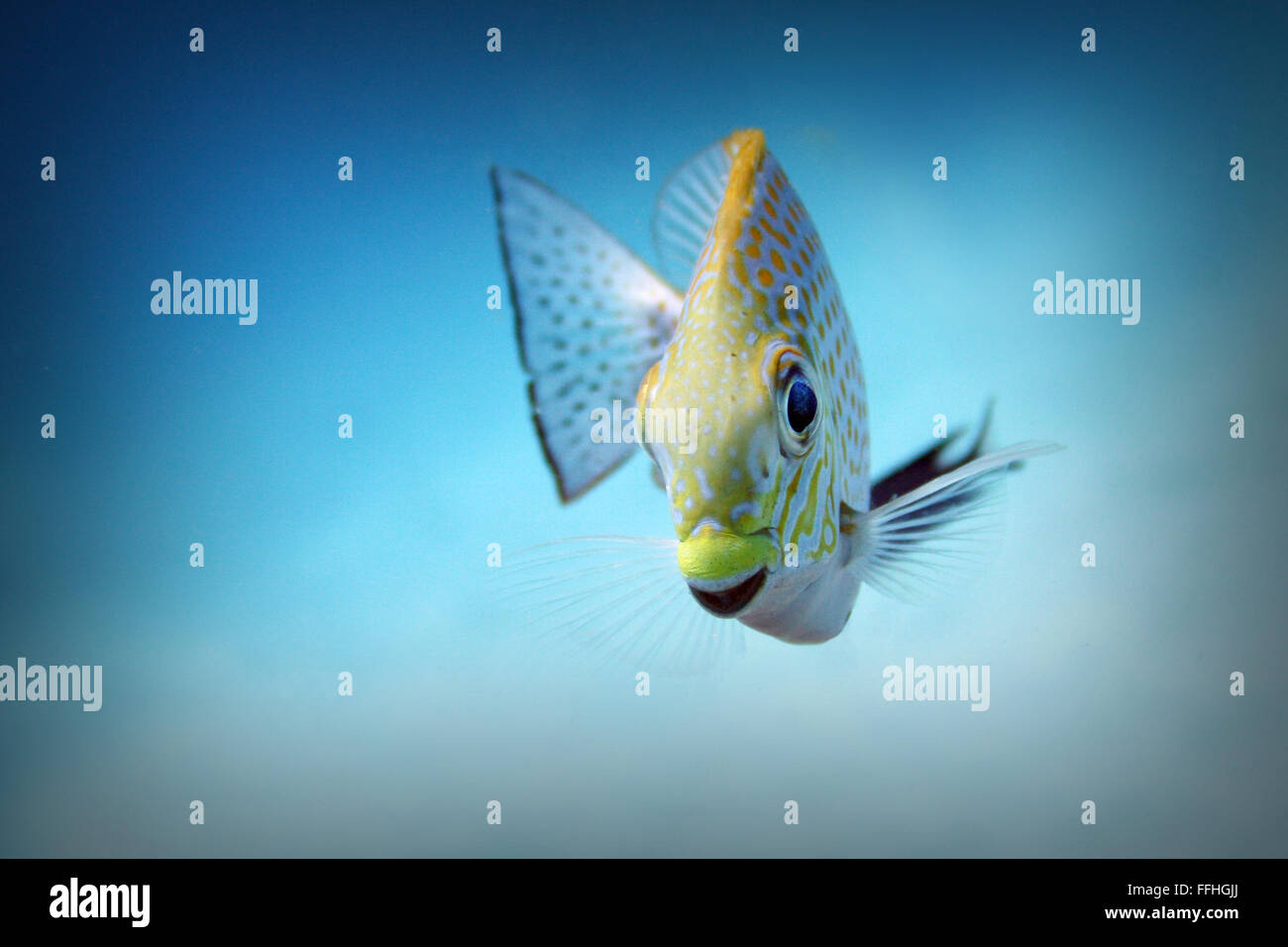 Siganus javus, Steaked Spinefoot Rabbitfish poses for camera, profile ...