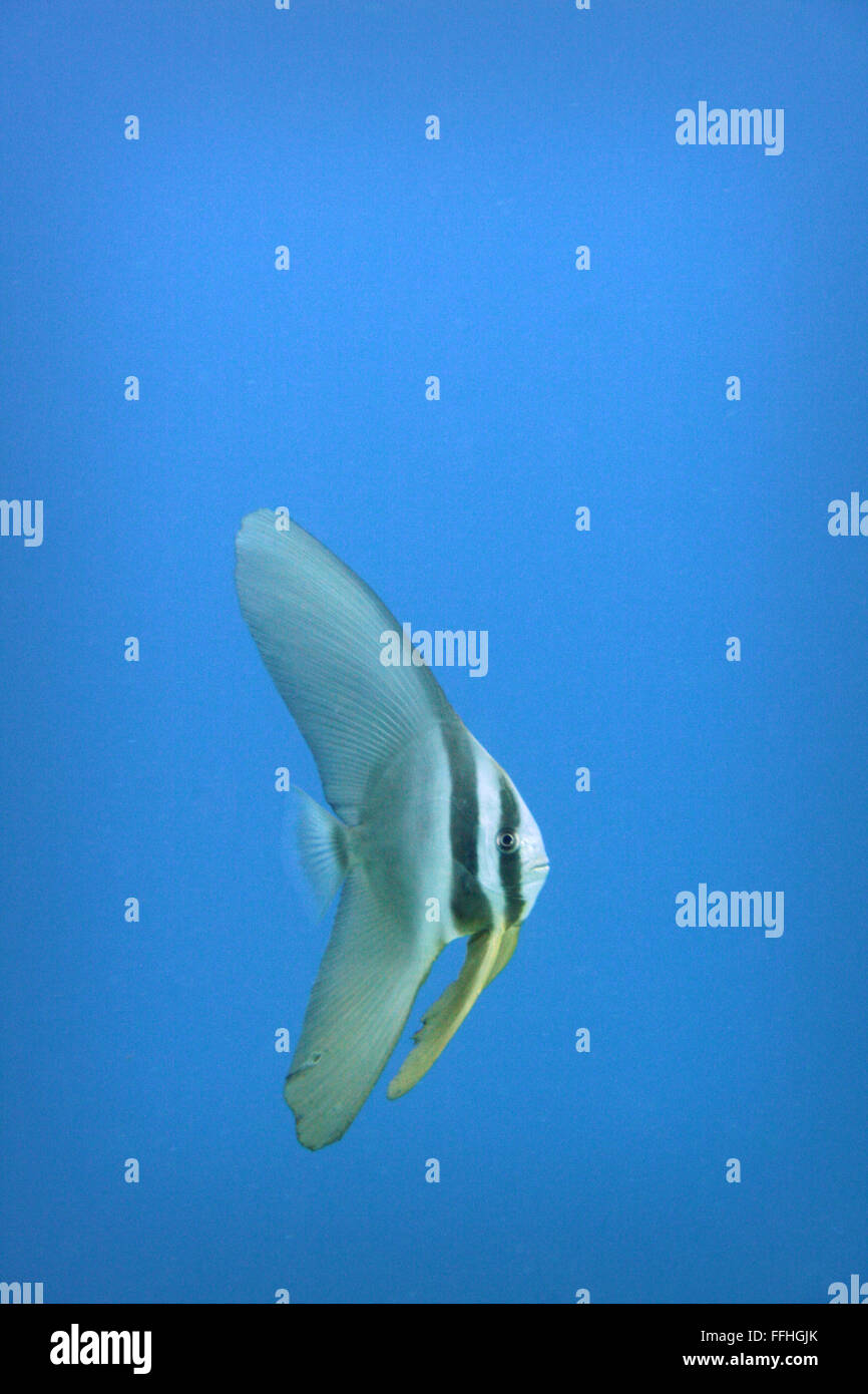 Black bat fish hi-res stock photography and images - Alamy