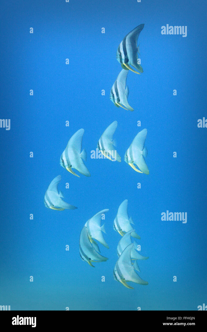 Juvenille Baby Longfin Batfish - Platax teira Stock Photo - Alamy