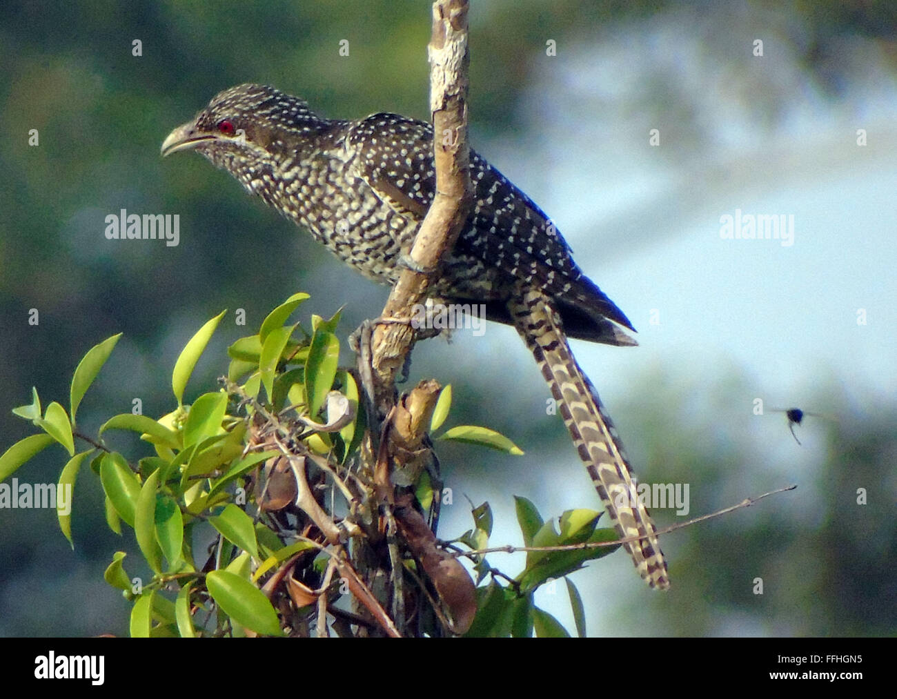 Crows eggs hi-res stock photography and images - Alamy
