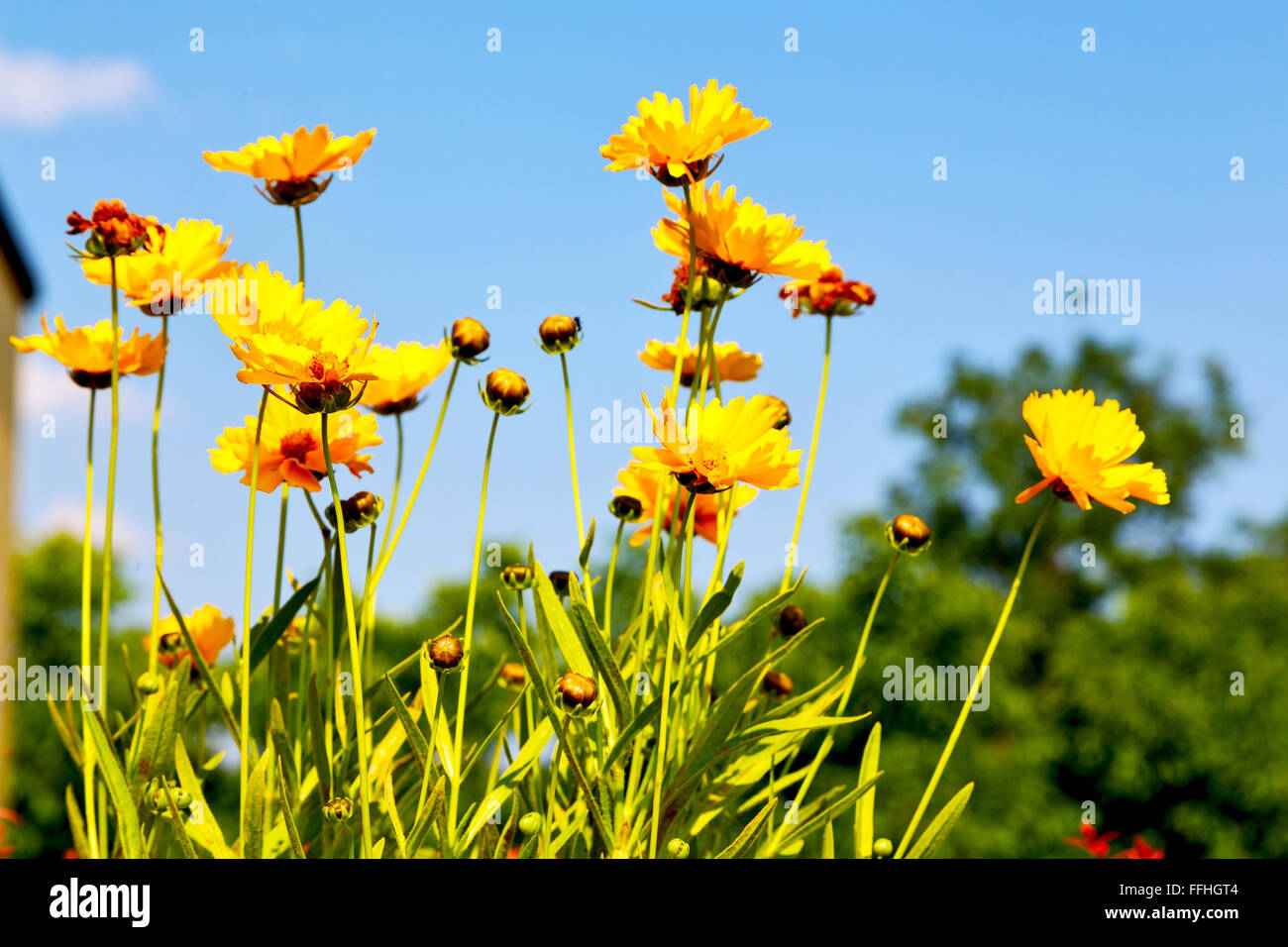 dasy in italy yellow flower field nature and spring Stock Photo - Alamy