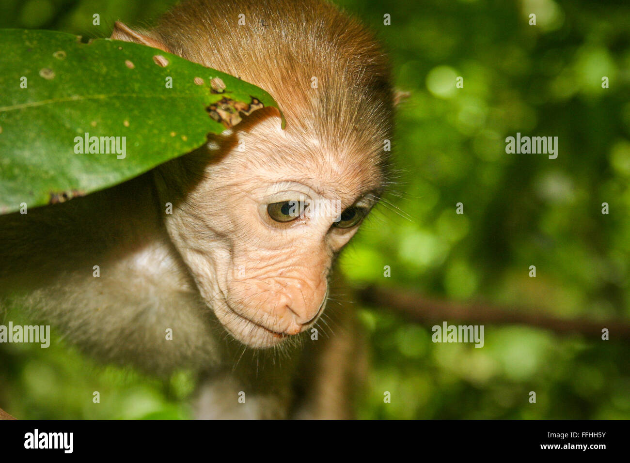 Baby (Juvenile) Macaque Monkey Looking across camera, close up of face ...