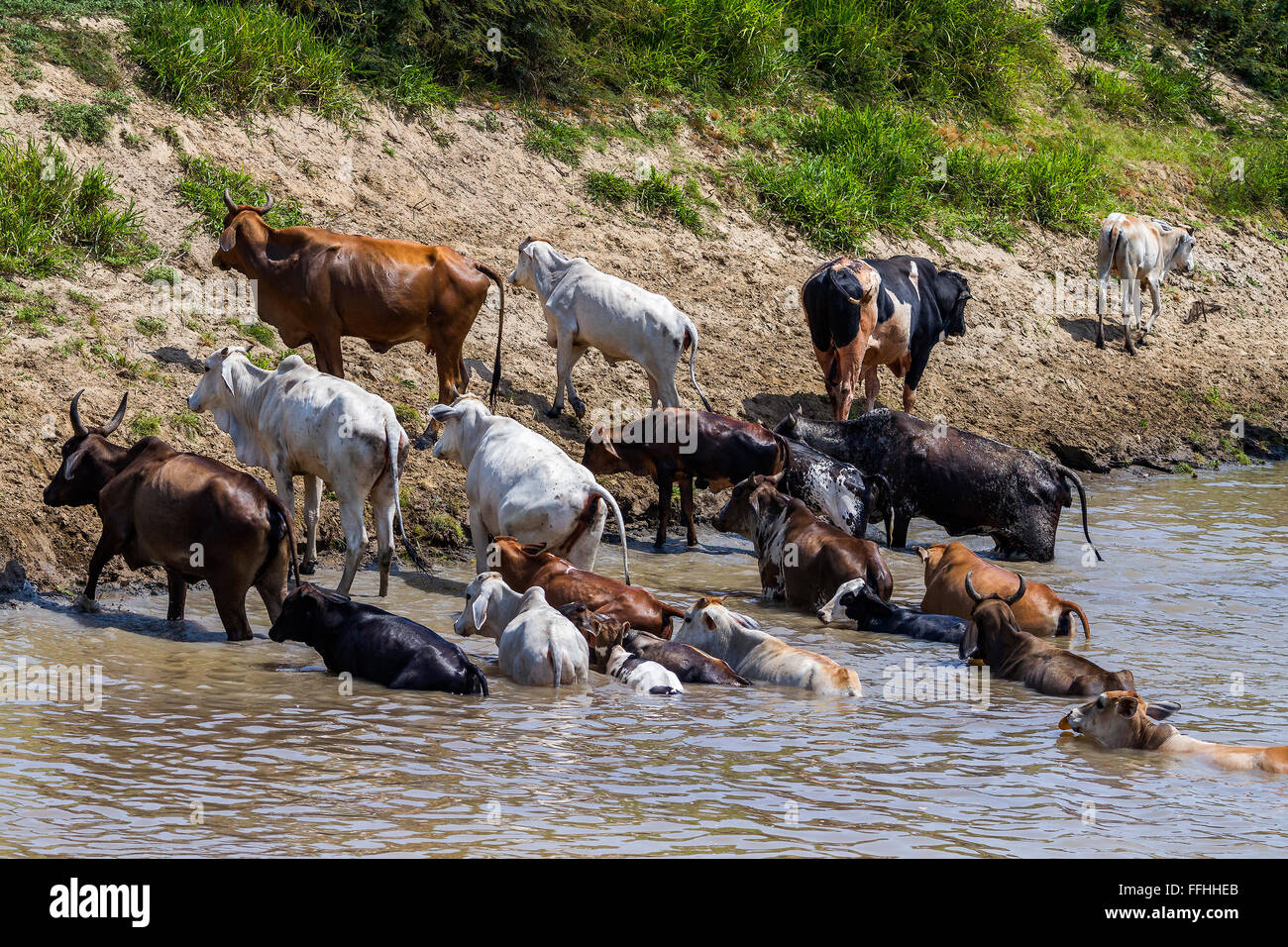 Cattle crossing river hi-res stock photography and images - Alamy