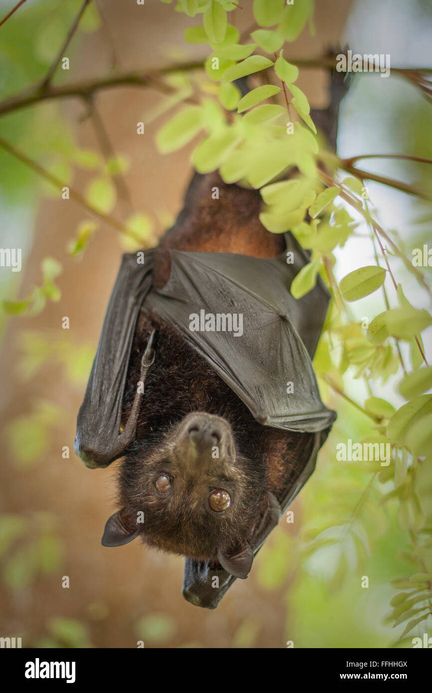 Lesser short nosed fruit bats hi-res stock photography and images - Alamy
