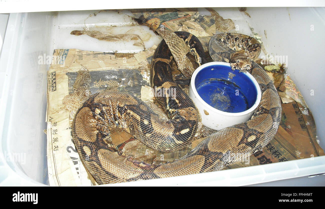 Pipe snakes hi-res stock photography and images - Alamy