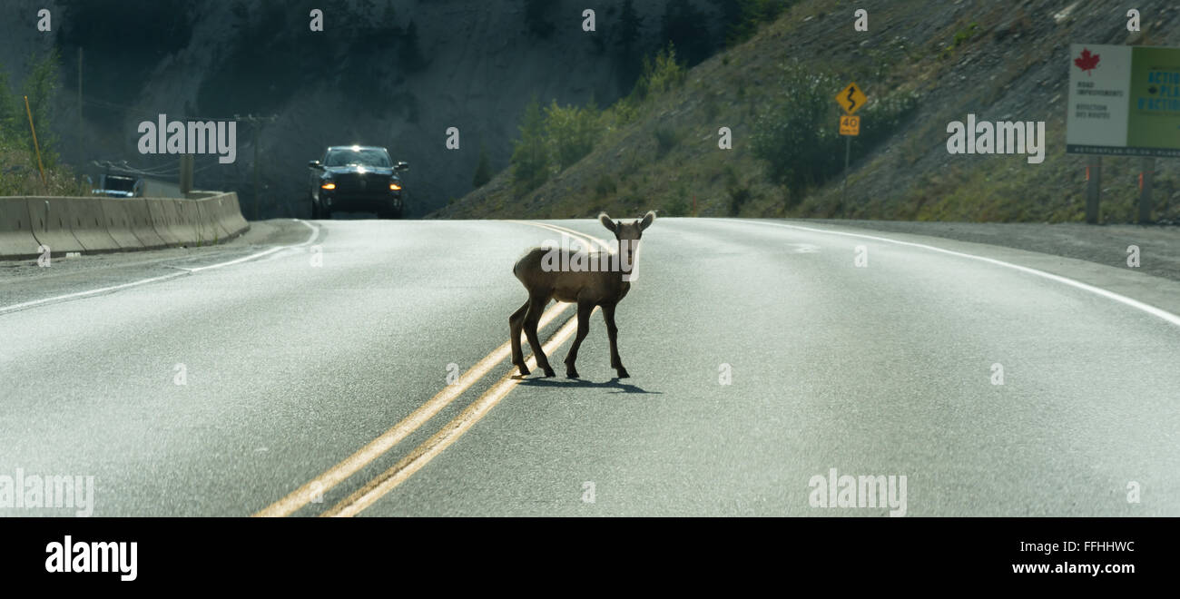 Young Deer walks across highway on a blind curve Stock Photo - Alamy
