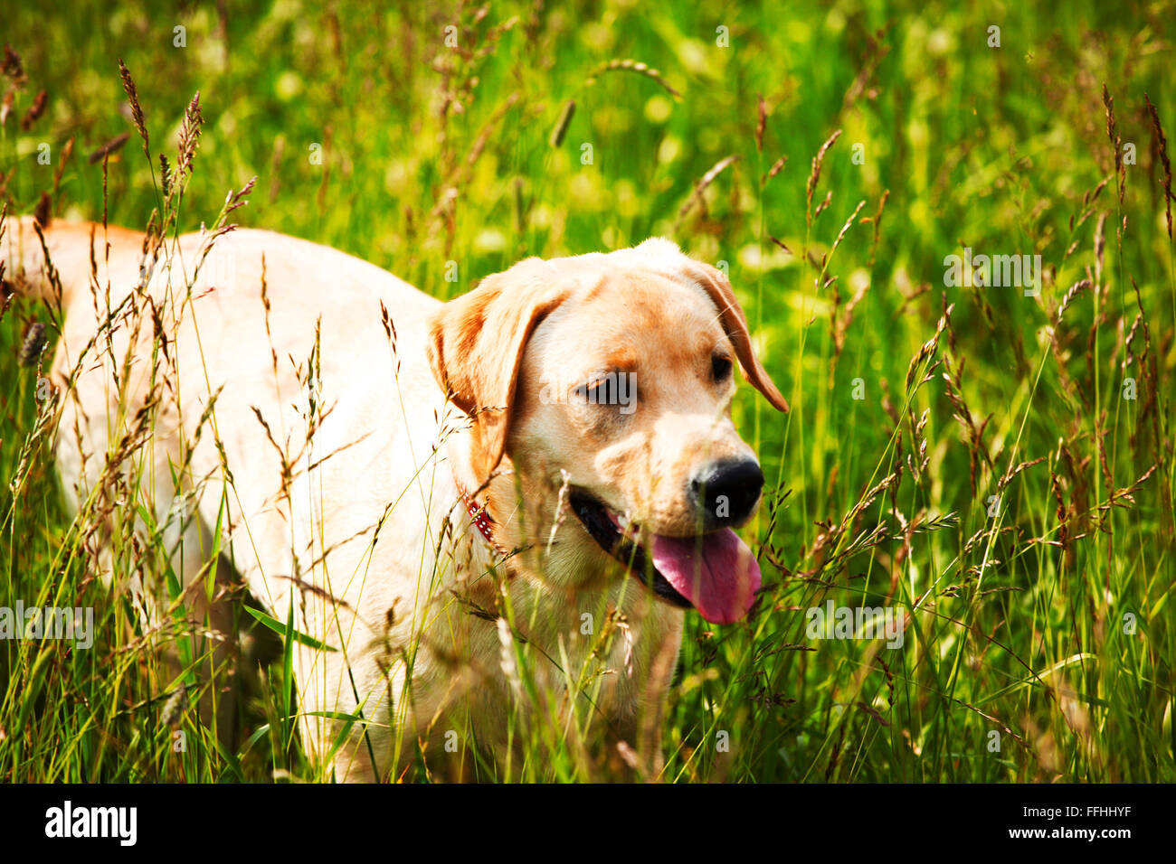 happy dog play in green grass Stock Photo - Alamy