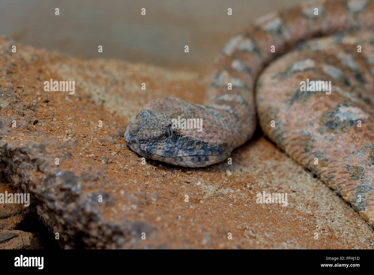 Carpet snake hi-res stock photography and images - Alamy