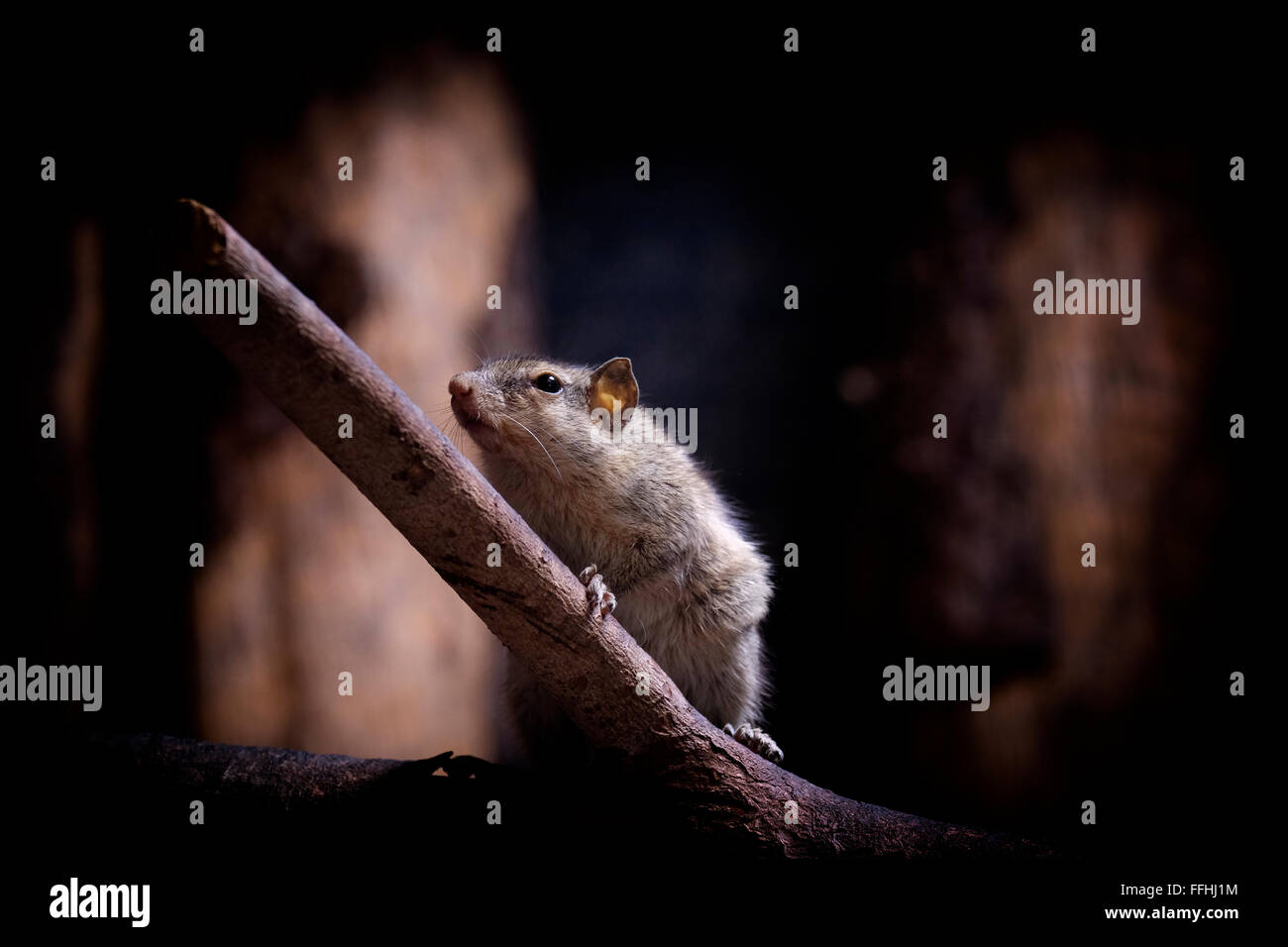 The northern palm squirrel ( Funambulus pennanti ) also called the five ...