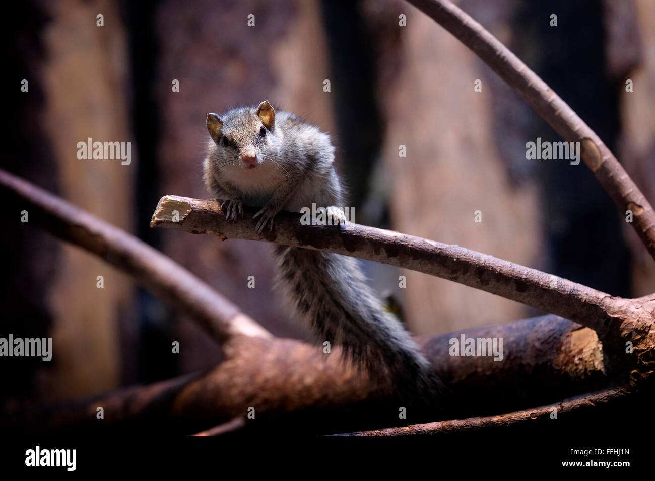 The northern palm squirrel ( Funambulus pennanti ) also called the five ...