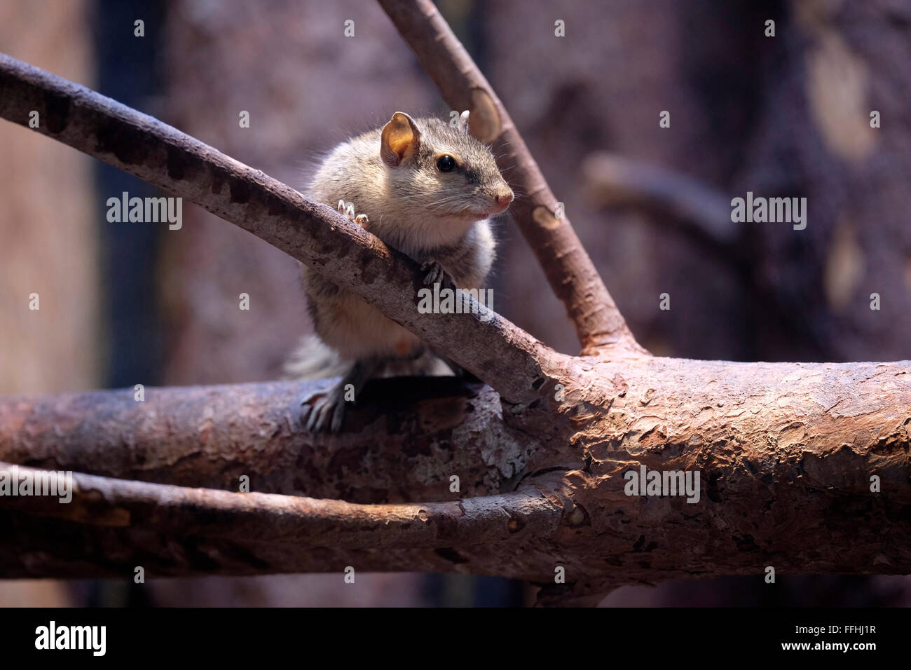 The northern palm squirrel ( Funambulus pennanti ) also called the five ...