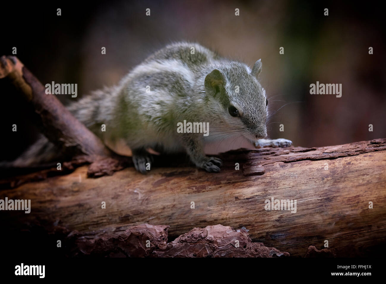 The northern palm squirrel ( Funambulus pennantii ) also called the ...