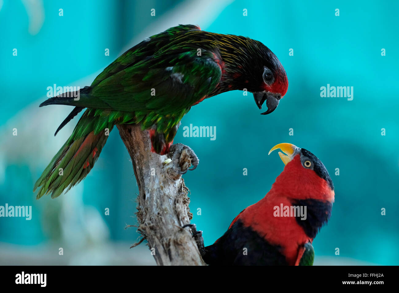 Lories parrots ( Loriinae ) native in south-eastern Asia, Polynesia ...