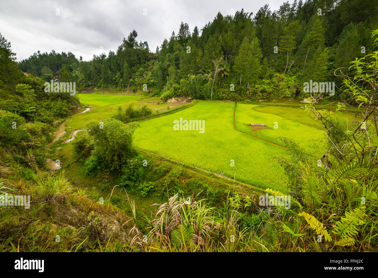 Expansive landscape and bright rice fields in Mamasa Region, West Tana ...