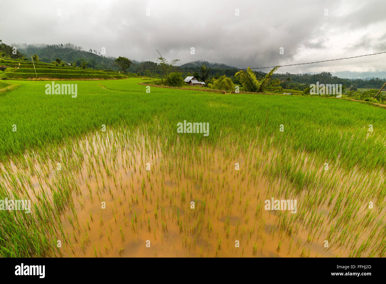 Expansive landscape and bright rice fields in Mamasa Region, West Tana ...