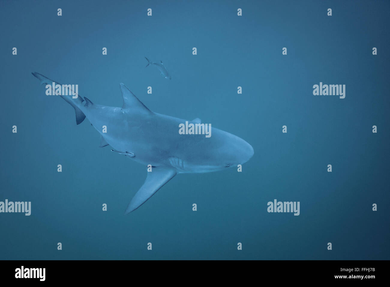 Bull Shark - Carcharhinus leucas Stock Photo - Alamy