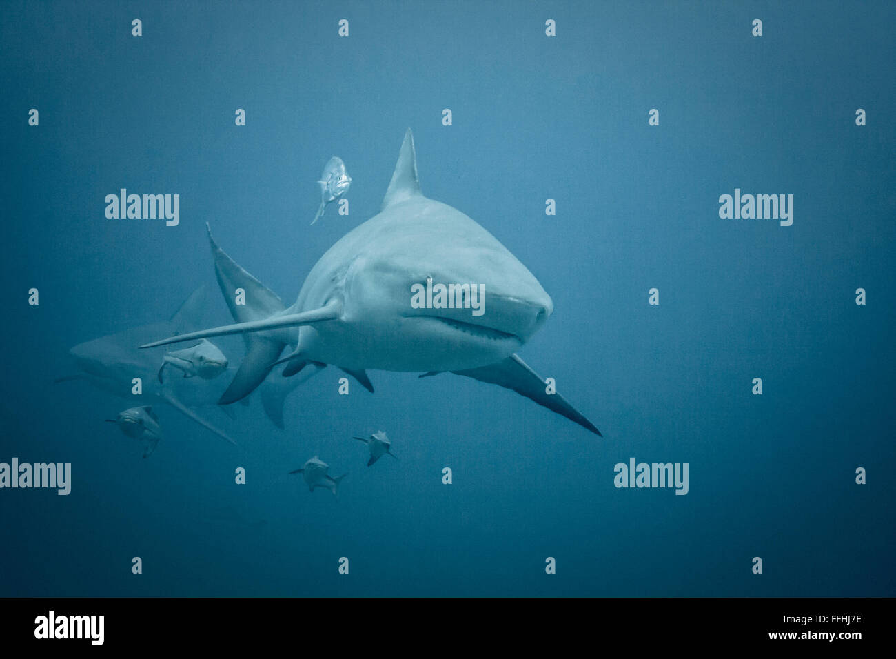 Bull Shark - Carcharhinus leucas Stock Photo - Alamy