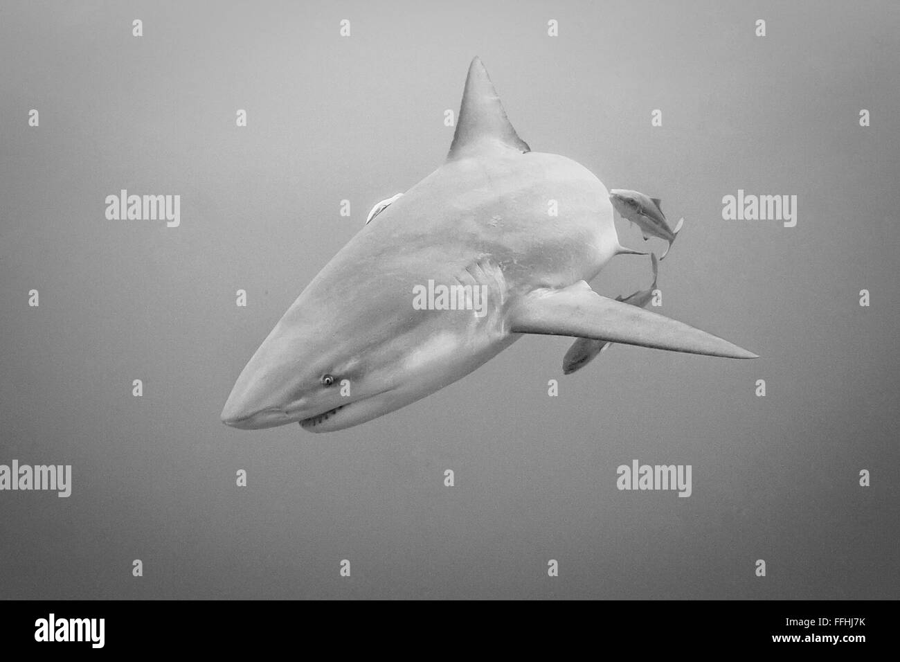Albino Bull Shark