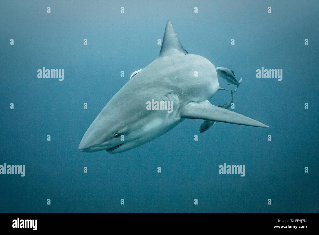 Scary marine animals hi-res stock photography and images - Alamy